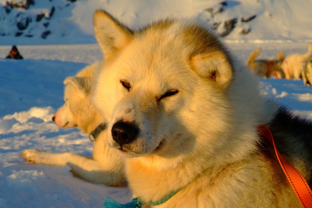 Voyage Groenland - Chien de traineau - 10 jours